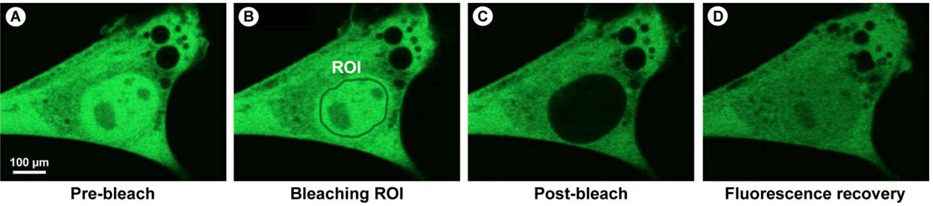 Fluorescence Recovery After Photobleaching (FRAP) | Teledyne Vision ...