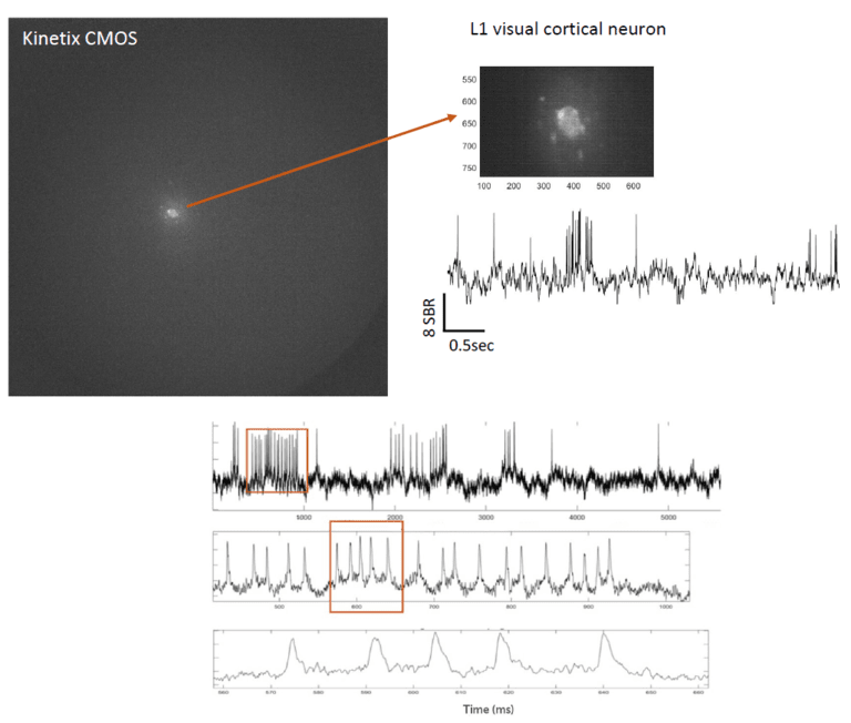 High-Speed Voltage Imaging | Teledyne Vision Solutions