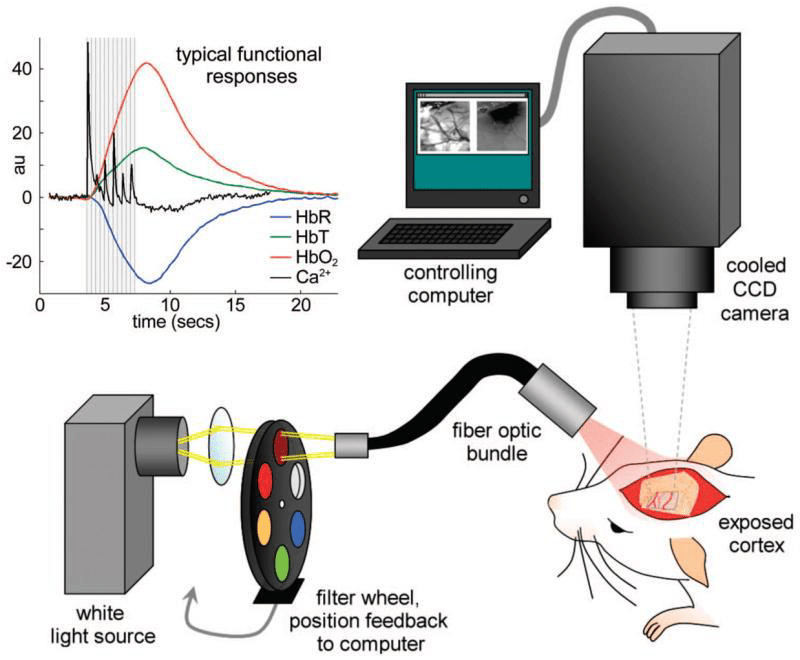 Intrinsic Signal Optical Imaging | Teledyne Vision Solutions