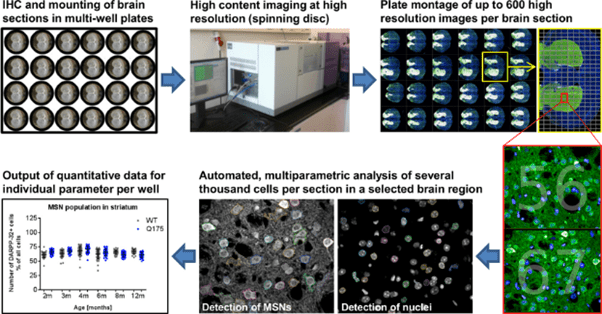 Introduction To High Content Imaging | Teledyne Vision Solutions