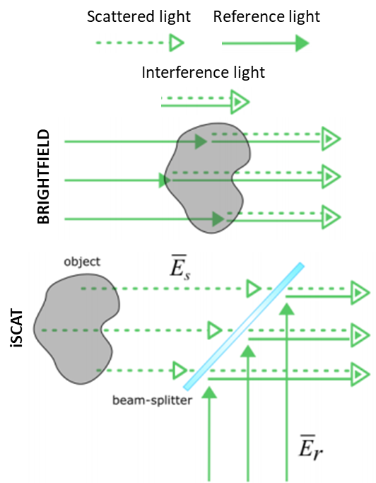 iSCAT Microscopy | Teledyne Vision Solutions