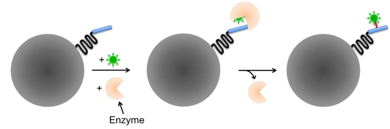 Labeling Proteins For Single Molecule Imaging | Teledyne Vision Solutions