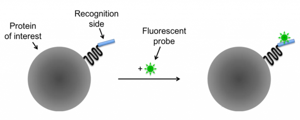 molecule labelling