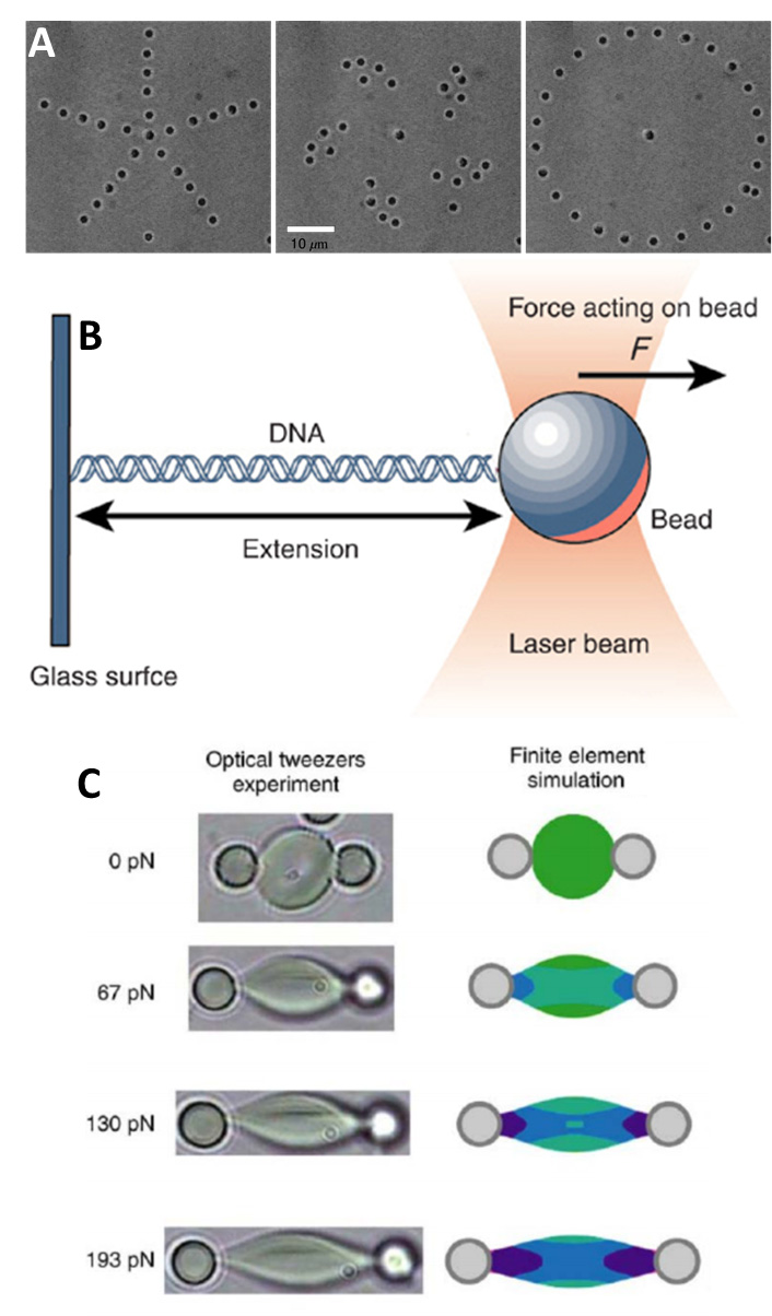 Optical Trapping | Teledyne Vision Solutions