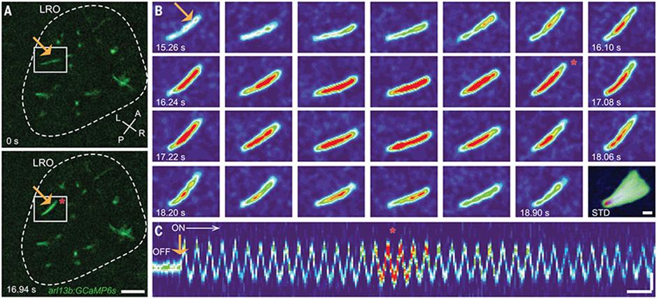 Optical Tweezer Light-Sheet Microscopy | Teledyne Vision Solutions