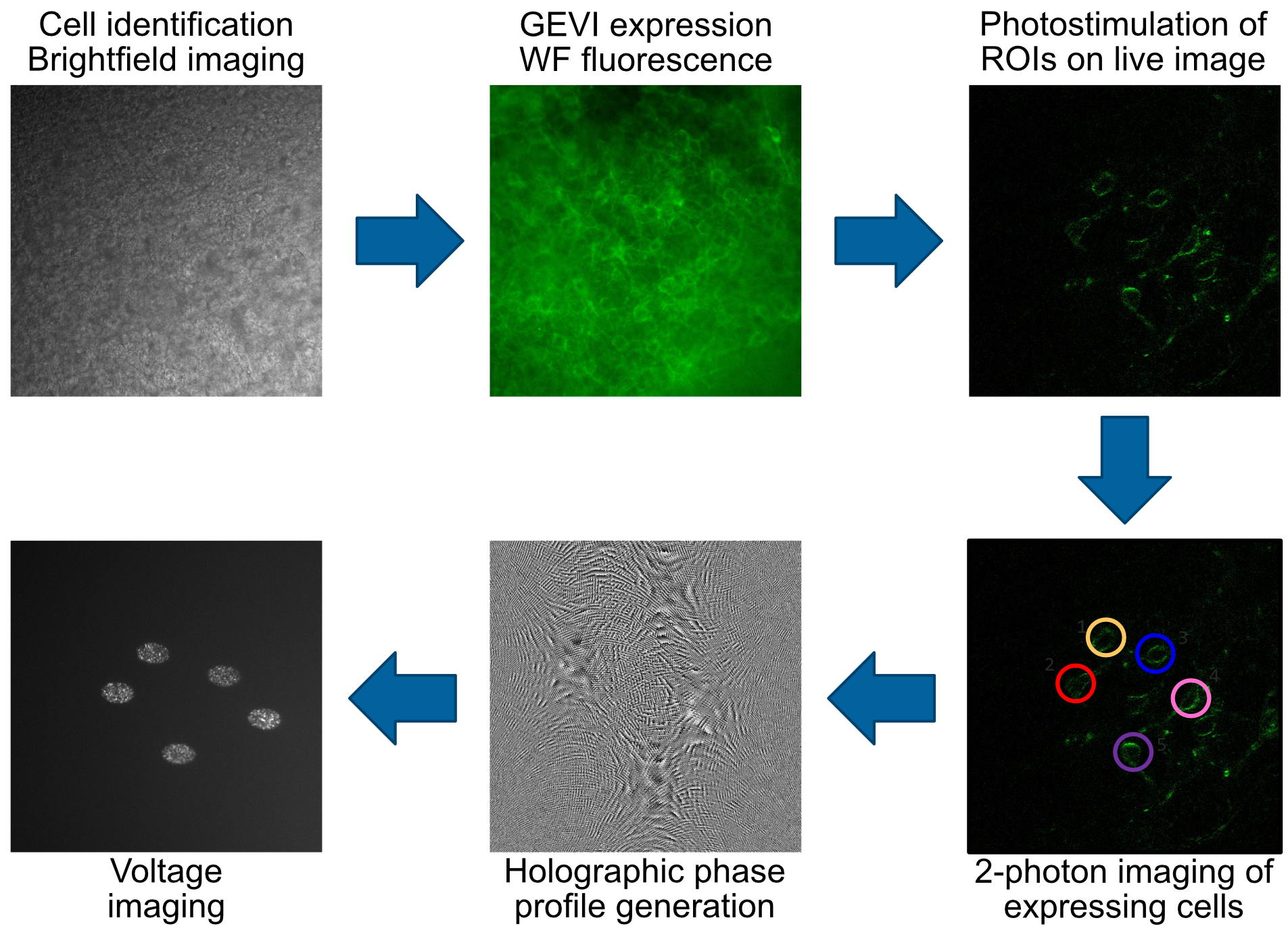 Scanless Two-Photon Voltage Imaging | Teledyne Vision Solutions