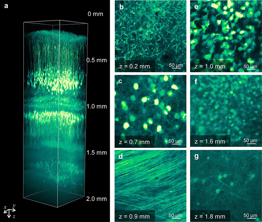 Two-Photon Microscopy | Teledyne Vision Solutions