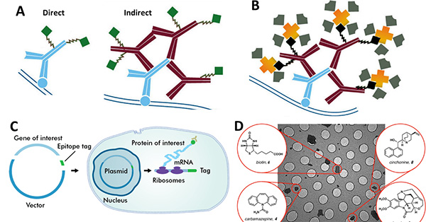 What Is Single Molecule Microscopy? | Teledyne Vision Solutions